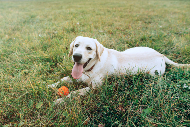 Dr. Paws – Asia's #1 Pet Supplements – Dr. Paws – Asia's #1 Pet Supplements