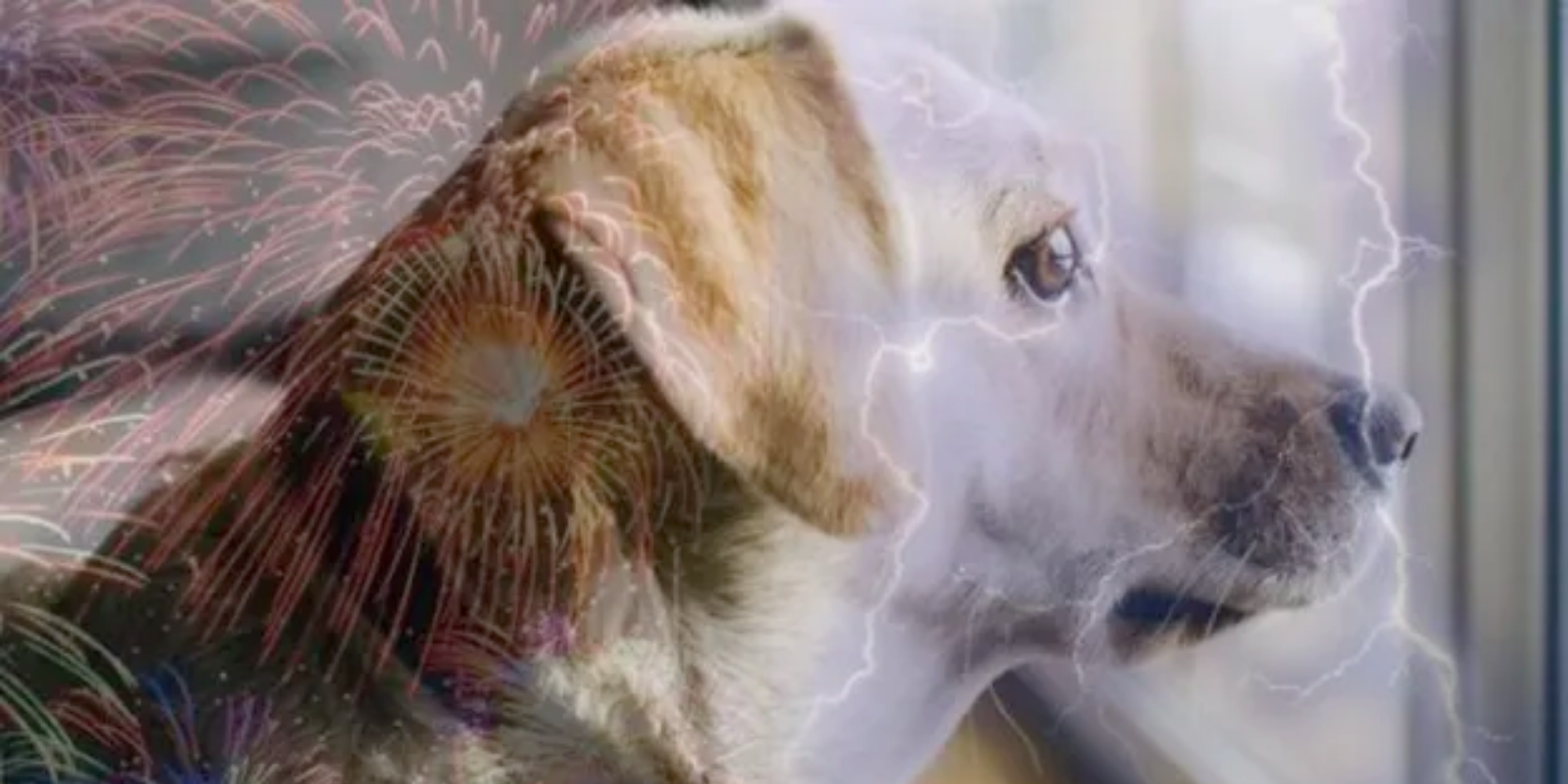 Dr.Paws - Gut Health – Dr. Paws – Asia's #1 Pet Supplements